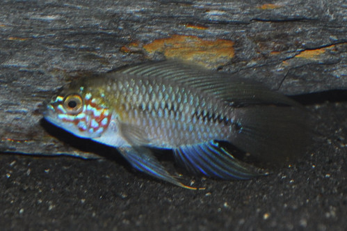 Opal-Apistogramma, Apistogramma borelli Opal | E-V-A