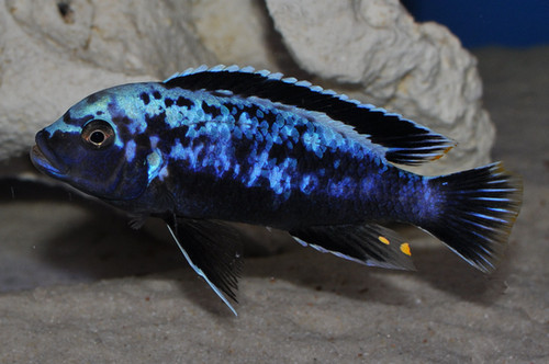 Metriaclima msobo Magunga | E-V-A