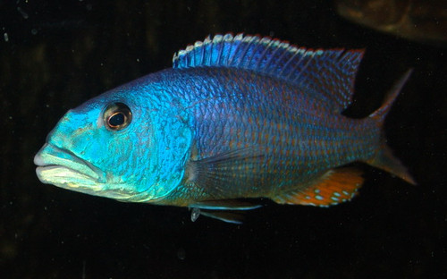 Aristochromis christyi Cobwe | E-V-A