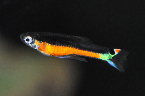Endler Guppy, Poecilia wingei Santa Maria Bleeding Heart | E-V-A