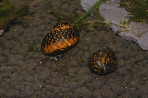 Batik-Rennschnecke, Neritina variegata | E-V-A