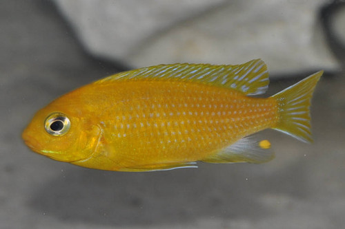 Tropheops macrophthalmus Gallireya Reef | E-V-A