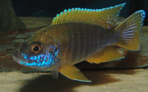 Aulonocara jacobfreibergi Undu Reef | E-V-A