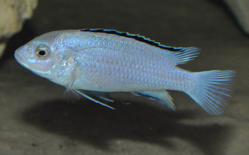 Labidochromis caeruleus Nkhata Bay | E-V-A