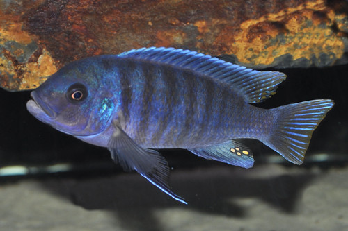 Metriaclima zebra Chiwi Rocks | E-V-A