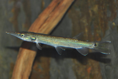 Hujeta-Hechtsalmler, Ctenolucius hujeta | E-V-A