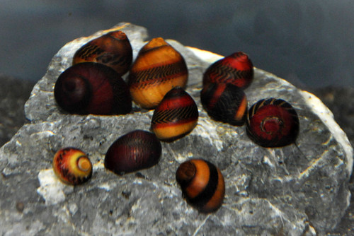 Rote Rennschnecke, Neritina waigiensis | E-V-A