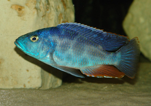 Nimbochromis polystigma Otter Point | E-V-A