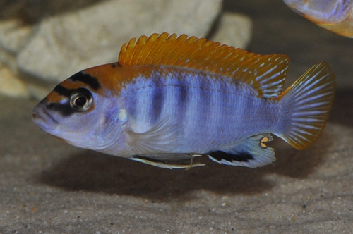 Labidochromis sp. hongi Hongi Island | E-V-A