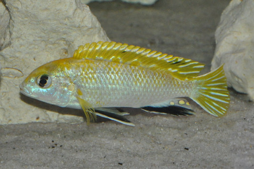 Labidochromis perlmutt Higga Reef | E-V-A