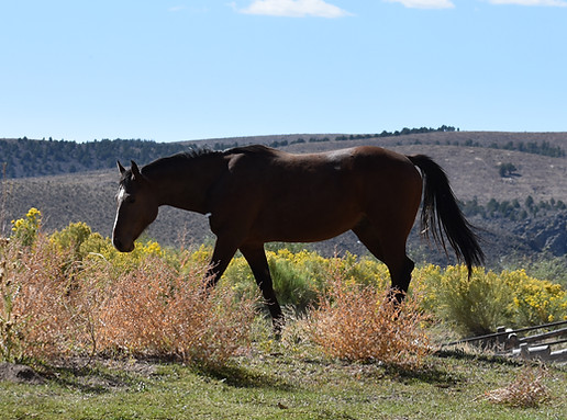 Rocky Ridge Ranch Horses | Rockin' R Ranch | Horse Breeding | Guest ...