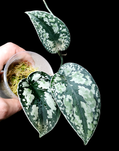 Scindapsus Tricolor Sumatera Silver (leather) | Buceplanet