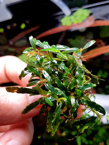 Bucephalandra Needle Leaf | Buceplanet