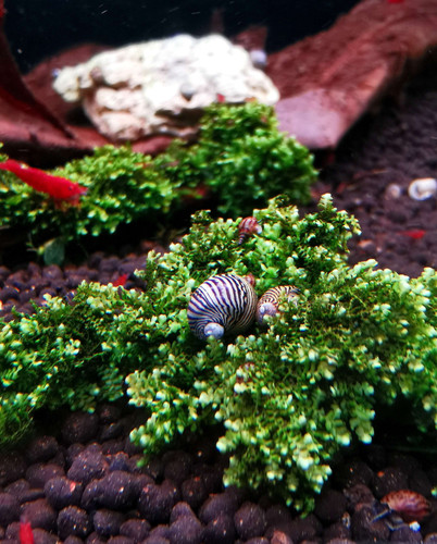 Theodoxus sp. Zebra Kahnschnecke DNZ | Buceplanet