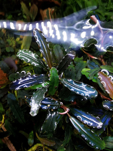 Bucephalandra Sintang Blue Single Rhizome submers | Buceplanet