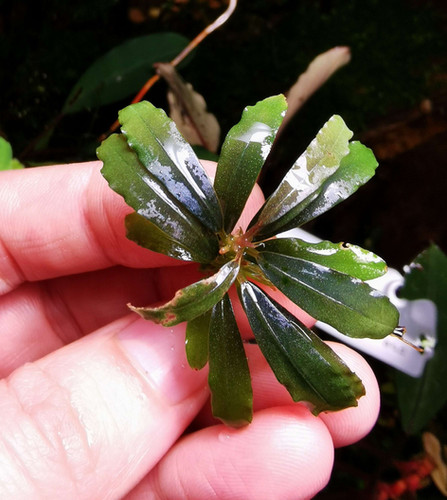 Bucephalandra Velvet Blue Single Rhizome | Buceplanet