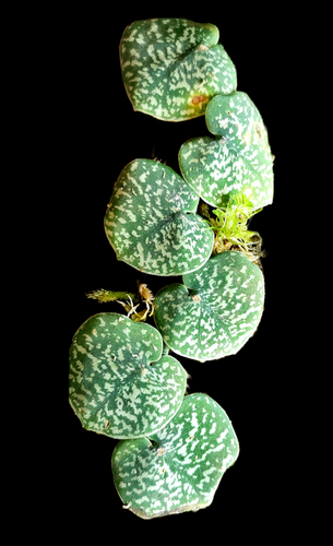 Scindapsus snake scale 4 Blätter kaufen | Buceplanet