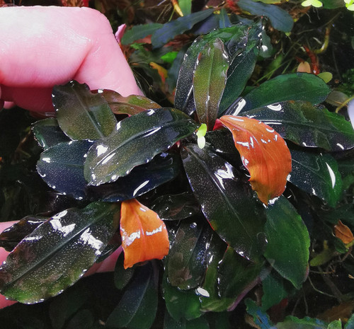 Bucephalandra Super Blue XL Clump submers | Buceplanet