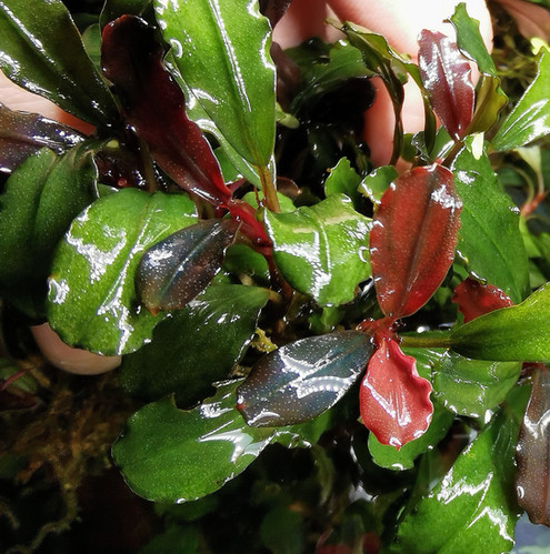 Bucephalandra Brownie Red | Buceplanet