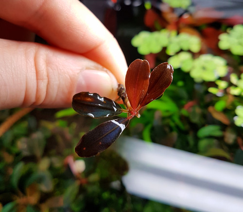 Bucephalandra Brownie Purple (round) - Ableger | Buceplanet