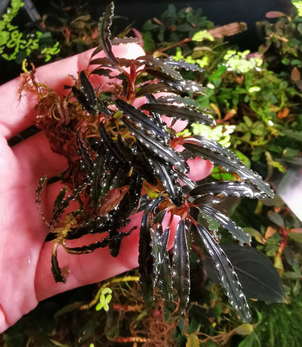 Bucephalandra Black Catherine clump | Buceplanet