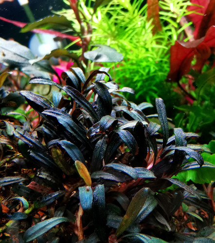 Bucephalandra Black Carpet mini clump | Buceplanet