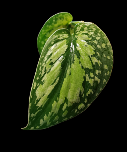 Scindapsus Tricolor (Papua) etabliert | Buceplanet