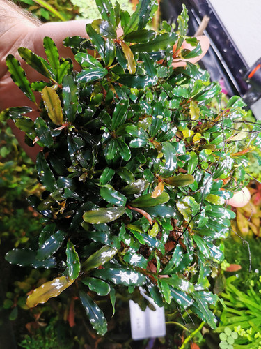 Bucephalandra Sanggau XXL Polster 20cm breit | Buceplanet