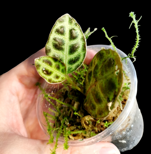 Labisia obtusifolia Turtle Back - Baby Plant | Buceplanet