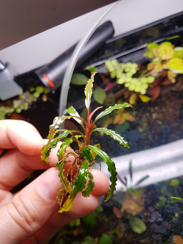 Bucephalandra Starter Set 10 verschiedene Pflanzen | Buceplanet