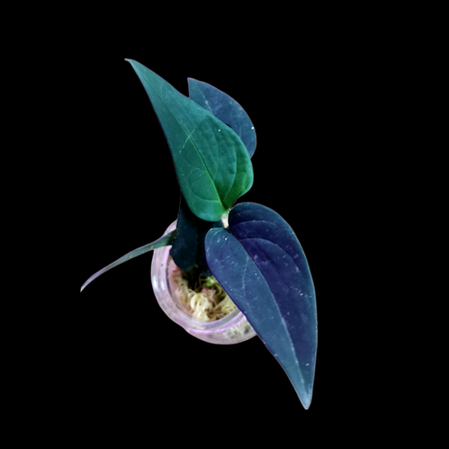 Anadendrum Black Widow - super rare | Buceplanet