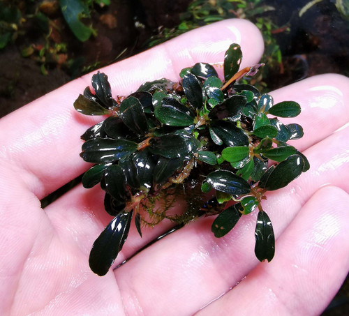 Bucephalandra dark leaf mini clump | Buceplanet