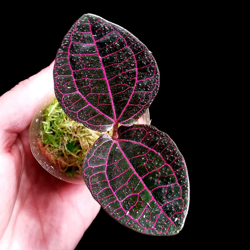 Piper sp. Sumatera pink Veins | Buceplanet