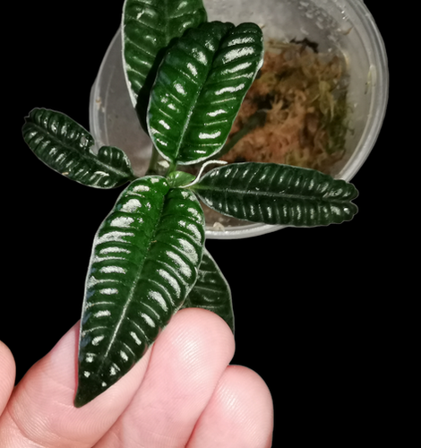 Acranthera sp. | Buceplanet