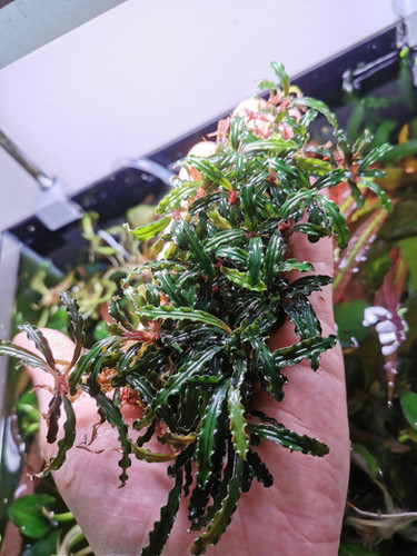 Bucephalandra Crocodile Land Polster | Buceplanet