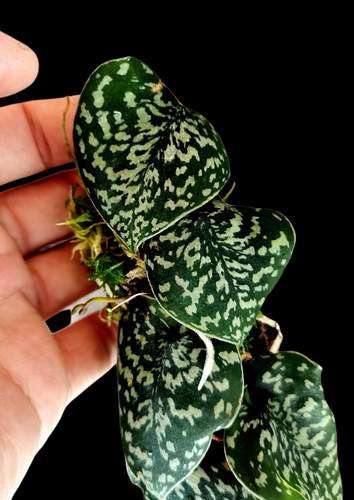 Scindapsus snake scale platinum (dark Form) 2 leaves cutting | Buceplanet
