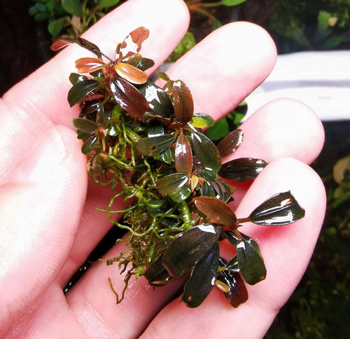 Bucephalandra Steel Blue clump submers | Buceplanet