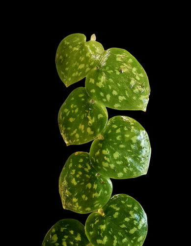 Scindapsus pictus Haask - cuttings kaufen | Buceplanet