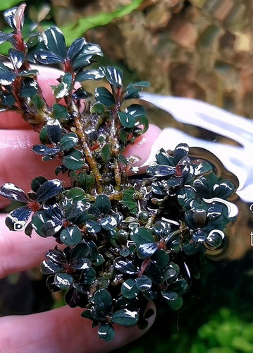 Bucephalandra cherry blue mini | Buceplanet