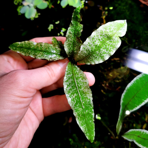 Microsorum 'Silver Storm' submers | Buceplanet