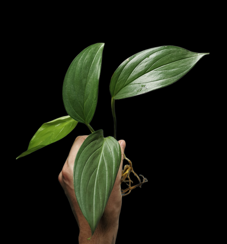 Scindapsus perakensis - super rare kaufen | Buceplanet