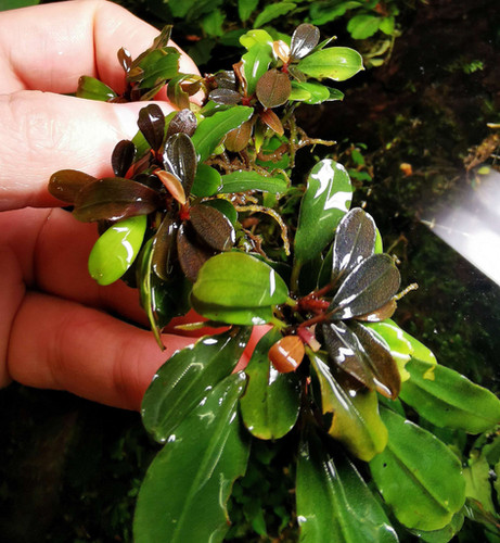 Bucephalandra Brownie Purple Clump | Buceplanet