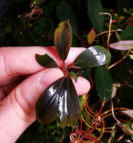 Bucephalandra Black Lady | Buceplanet