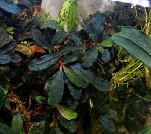 Bucephalandra sp. Blue - Single rhizome | Buceplanet