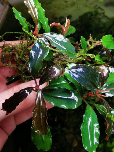 Bucephalandra Brownie Amanda teilsubmers clump | Buceplanet
