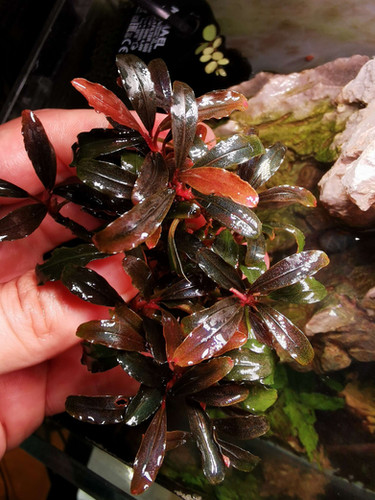 Bucephalandra Blue Angel Tears - Single rhizome | Buceplanet