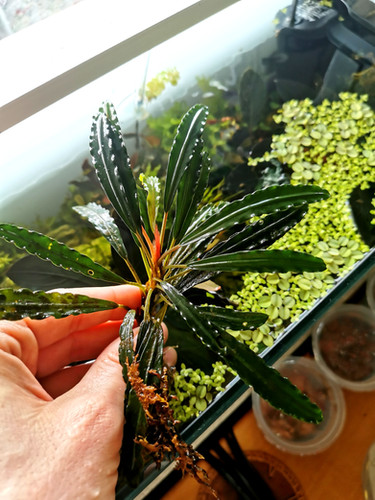 Bucephalandra Poseidon XL Ableger | Buceplanet