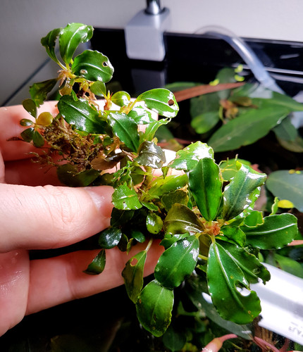 Bucephalandra Hades Classic Polster | Buceplanet