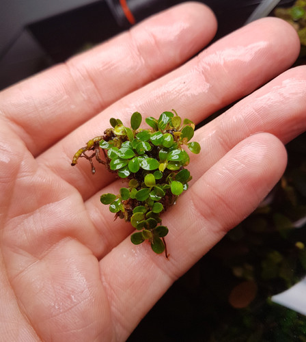 Bucephalandra Mini Coin | Buceplanet
