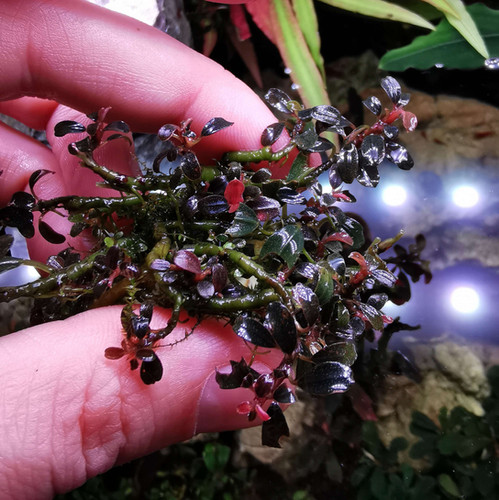 Bucephalandra Cherry blue mini clump submers | Buceplanet